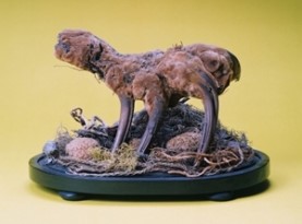 The Vegetable Lamb of Tartary - Poor Yorick